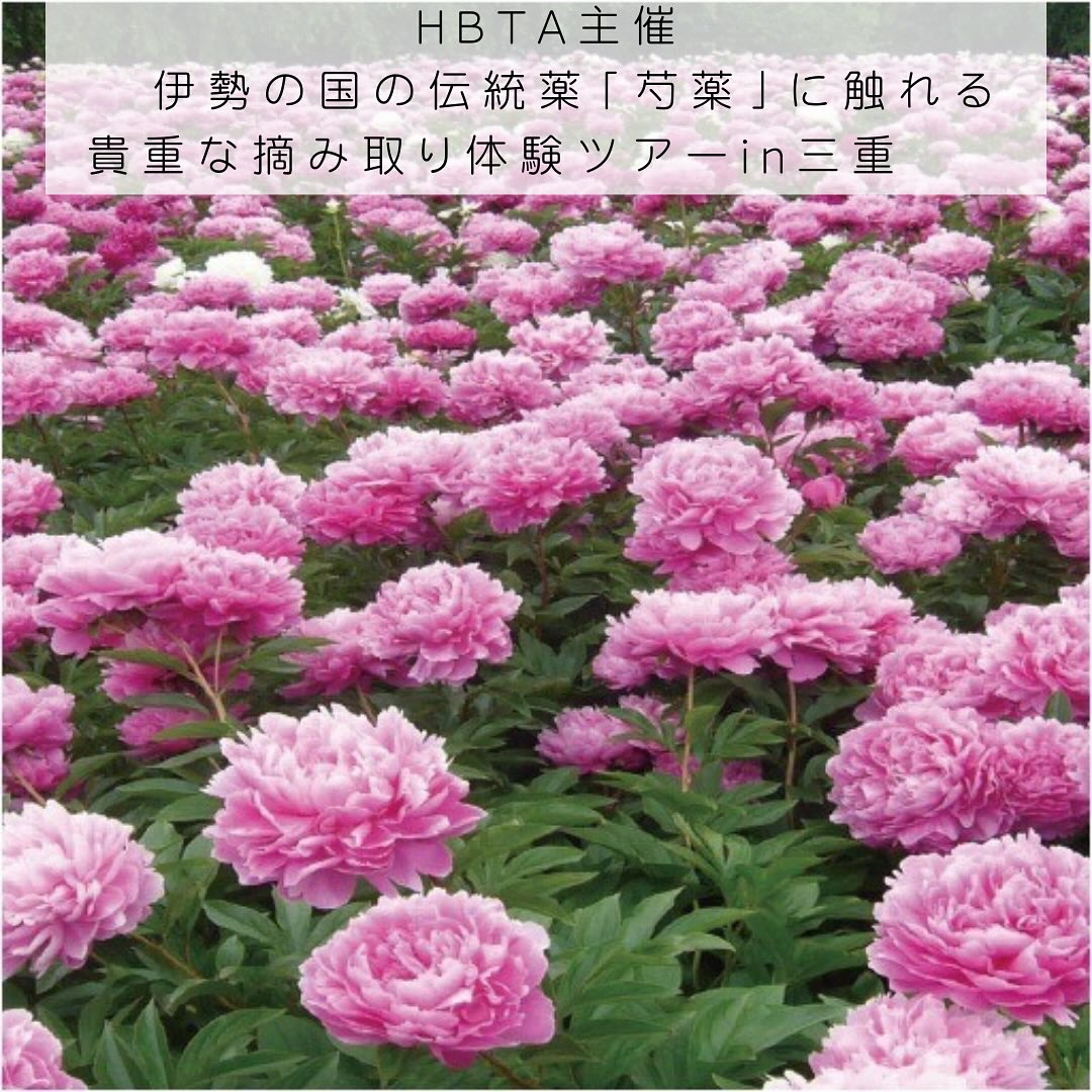 【募集】伊勢の国の伝統薬「芍薬」に触れる貴重な摘み取り体験ツアーin三重 ｜ 一般社団法人ハーブボールセラピスト協会